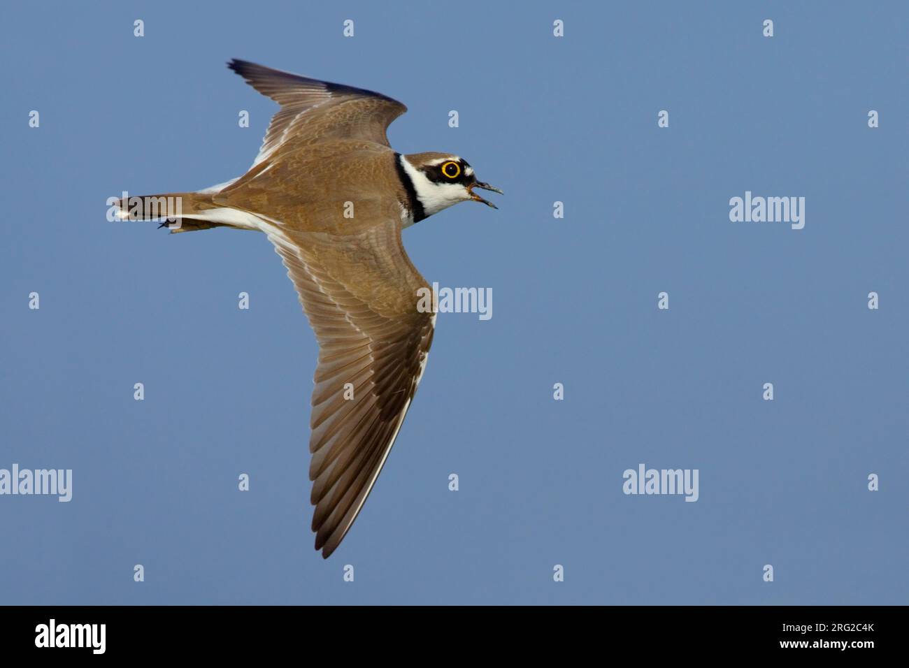 Little Ringed Plover adult flying; Kleine Plevier volwassen vliegend ...