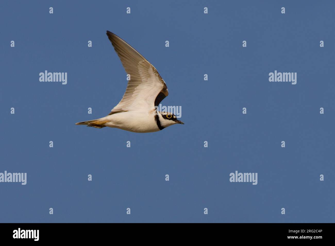 Little Ringed Plover adult flying; Kleine Plevier volwassen vliegend ...