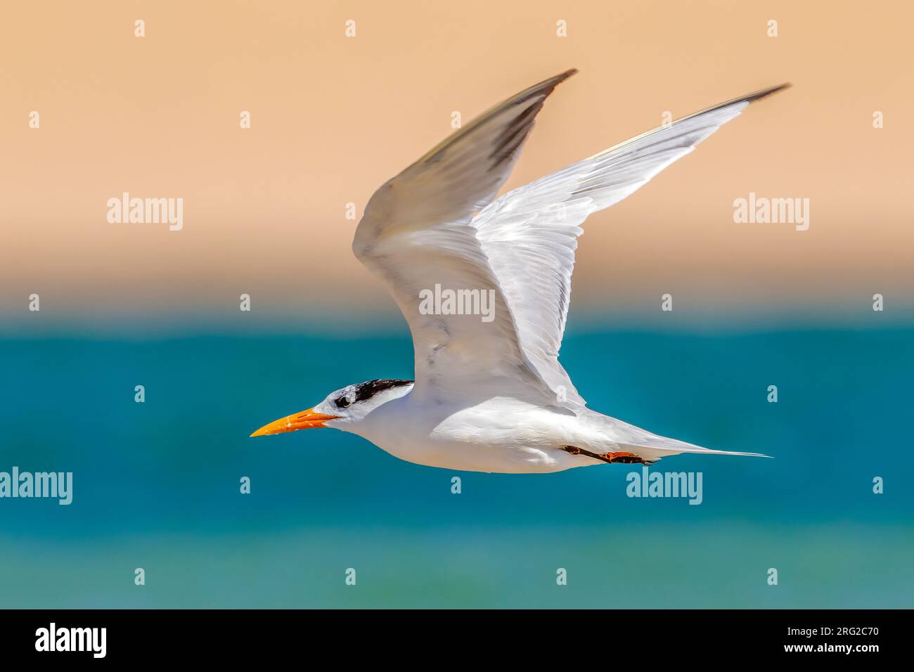 African Royal Tern (Thalasseus maximus) in flight over Dakhla beach ...