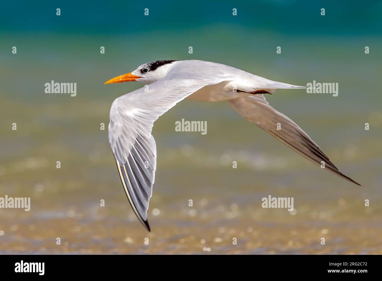 African Royal Tern (Thalasseus maximus) in flight over Dakhla beach ...