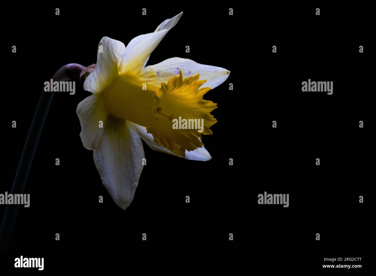 Narcissus pseudonarcissus subsp pseudonarcissus hi-res stock photography and images - Alamy