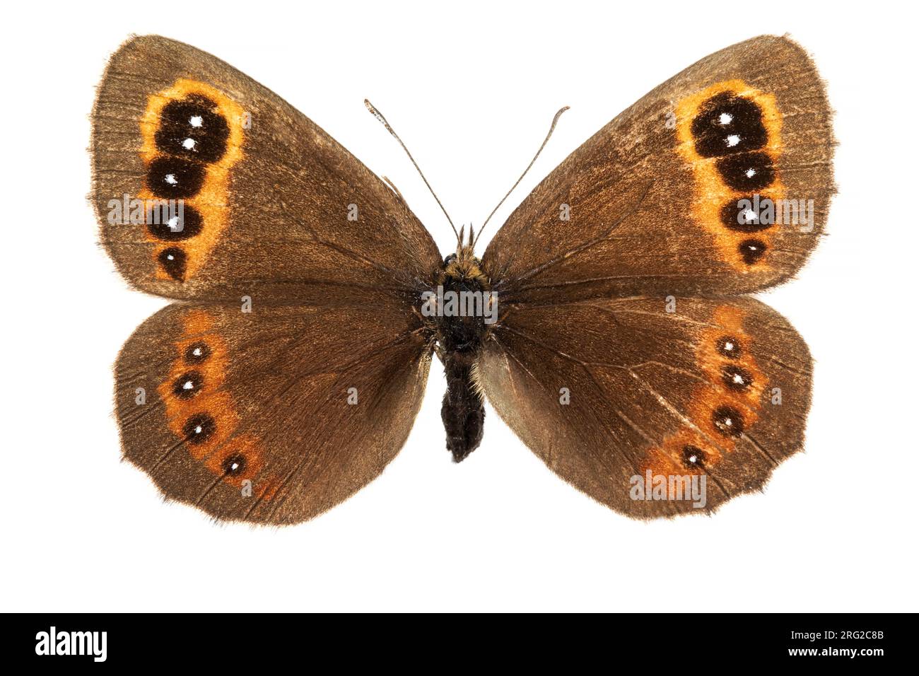 Scotch Argus; zomererebia, Erebia aethiops Stock Photo - Alamy