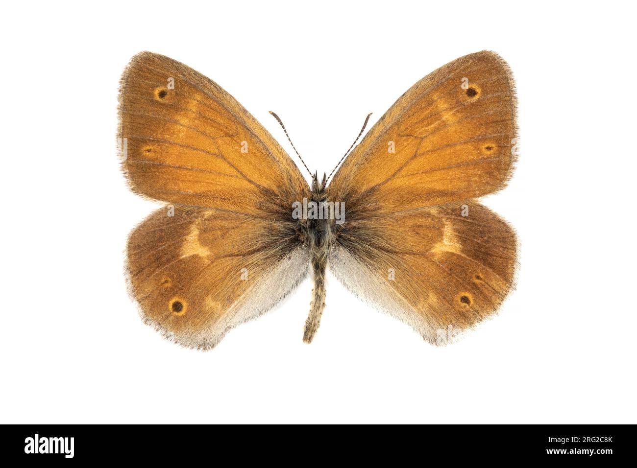 Large Heath, Veenhooibeestje, Coenonympha tullia Stock Photo - Alamy