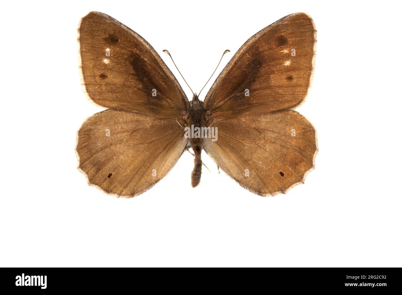 Tree Grayling, Kleine heivlinder, Hipparchia statilinus Stock Photo - Alamy