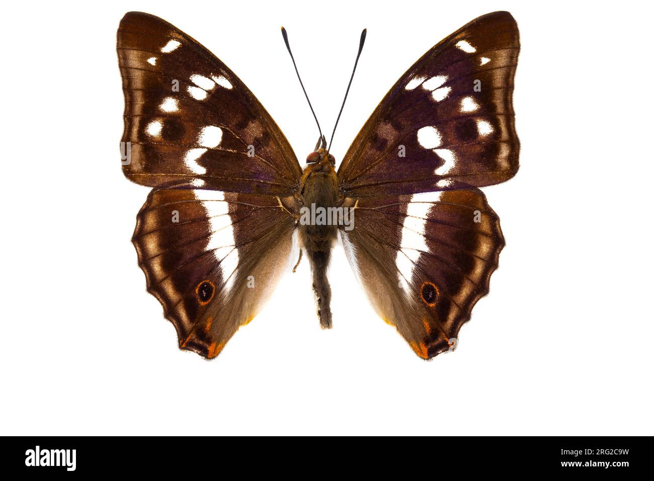 Purple emperor background hi-res stock photography and images - Alamy