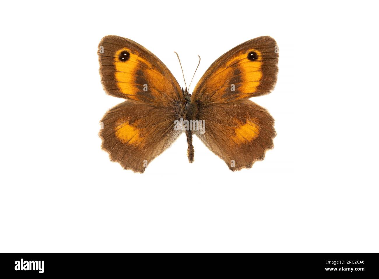 Gatekeeper museum Cut Out Stock Images & Pictures - Alamy