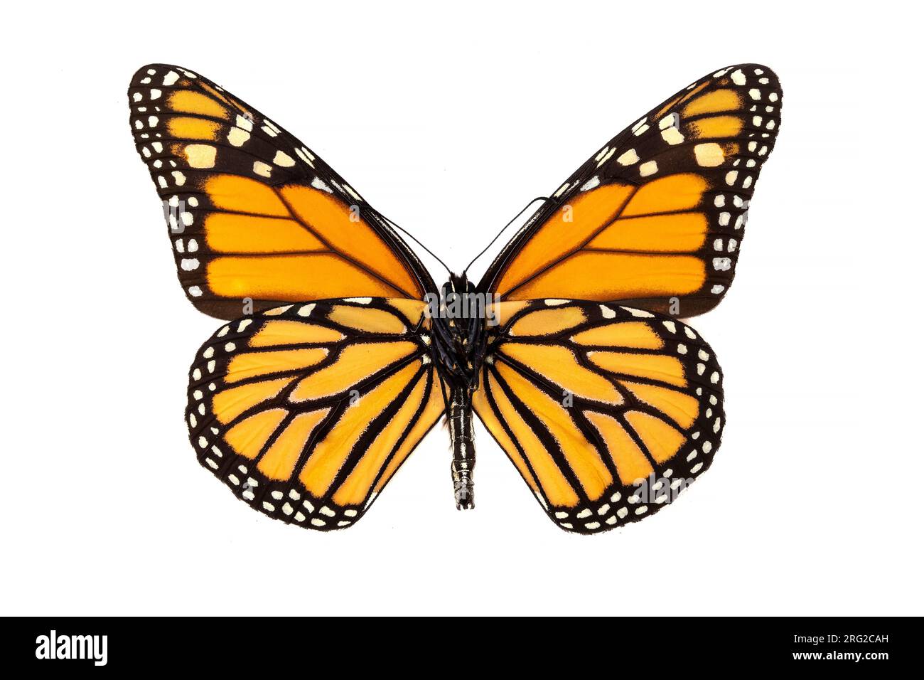 Europe monarch Cut Out Stock Images & Pictures - Alamy