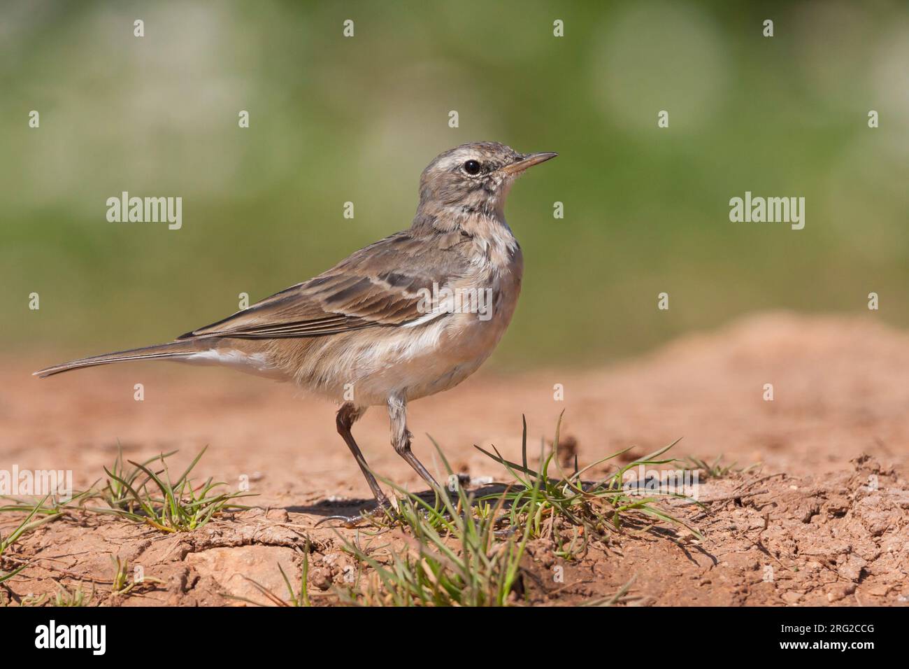 Water Pipit, Waterpieper, Anthus spinoletta ssp. spinoletta, Mallorca ...