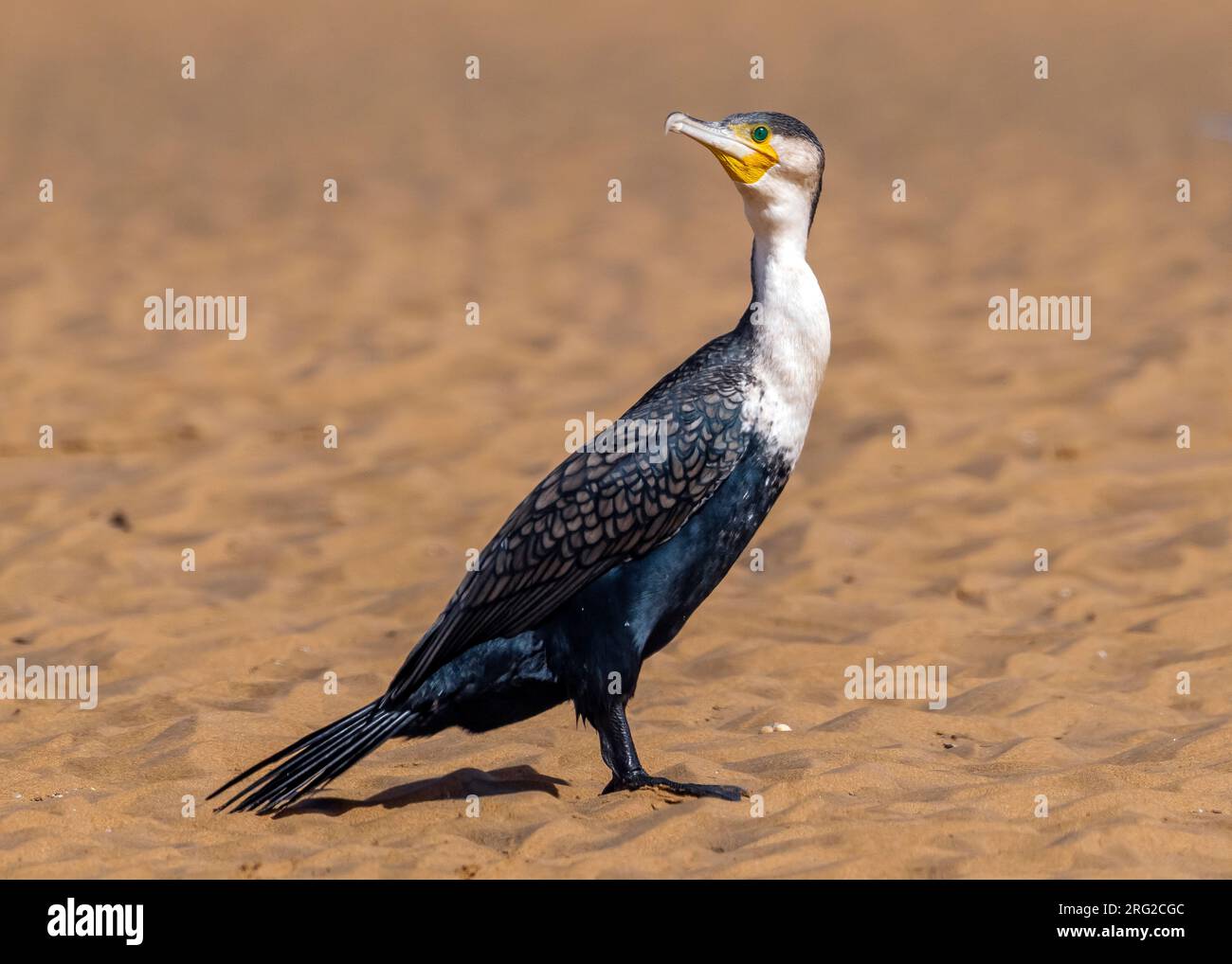 Adult Moroccan White-breasted Cormorant (Phalacrocorax lucidus ...