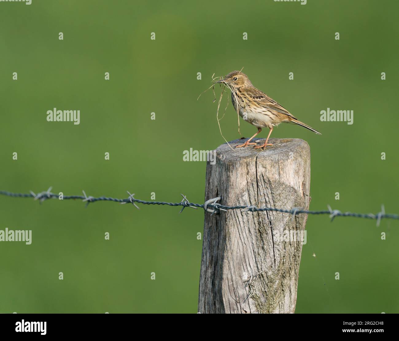 Meadow Pipit (Anthus pratensis) with nesting material in its bill ...