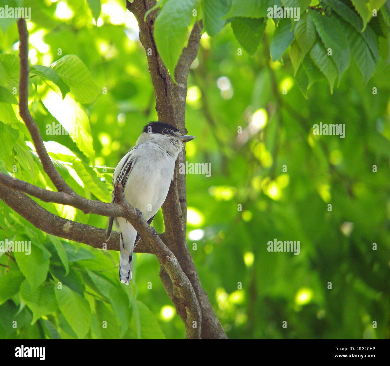 Pachyramphus major hi-res stock photography and images - Alamy
