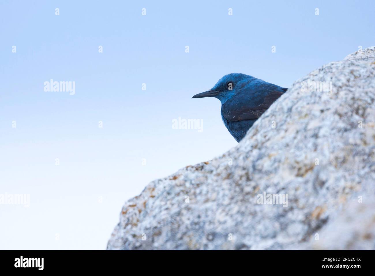 Western Blue Rock Thrush, Blauwe Rotslijster; Monticola solitarius ssp ...
