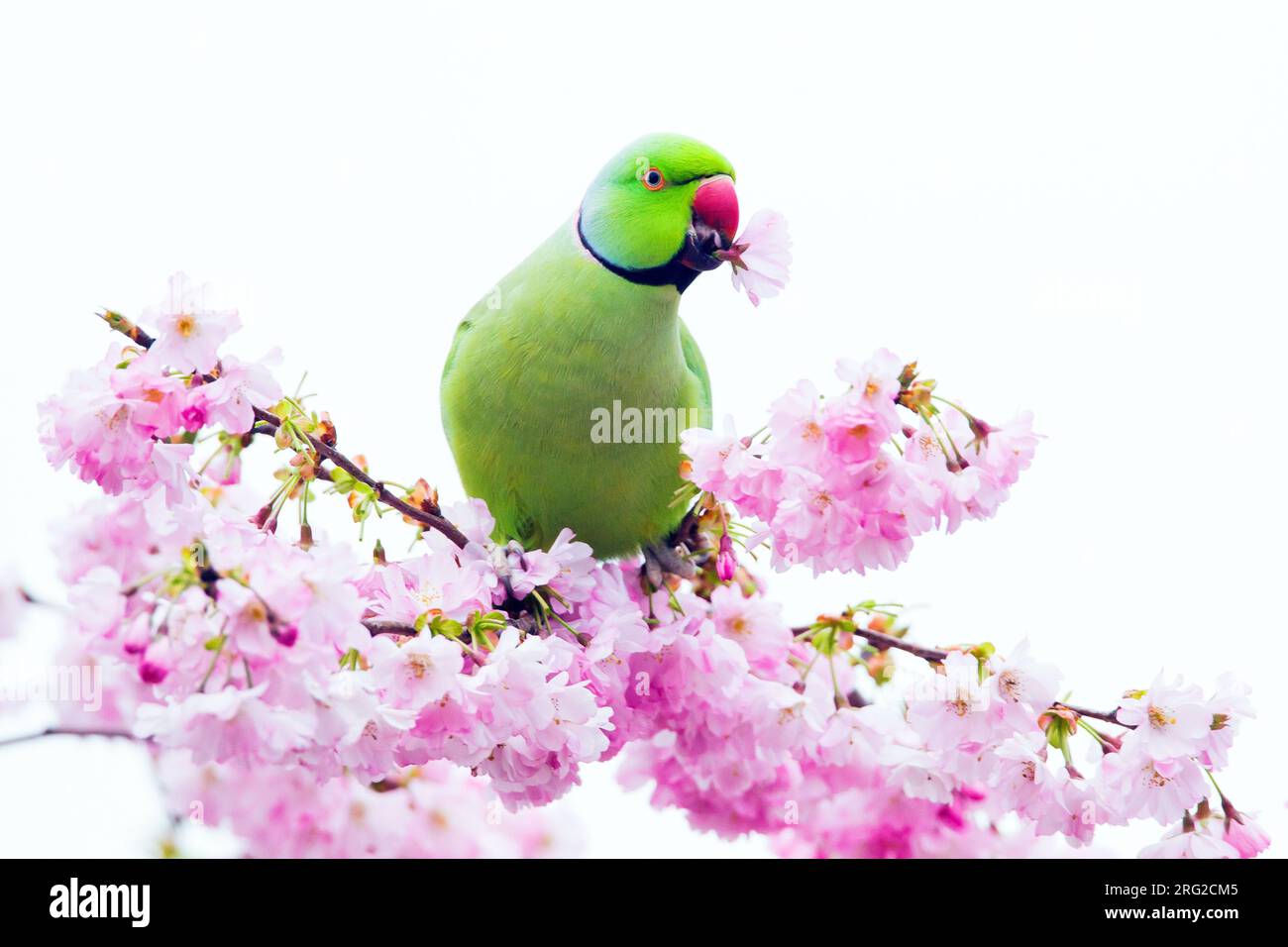 Ring-necked Parakeet (Psittacula krameri) perched in a tree with purple ...
