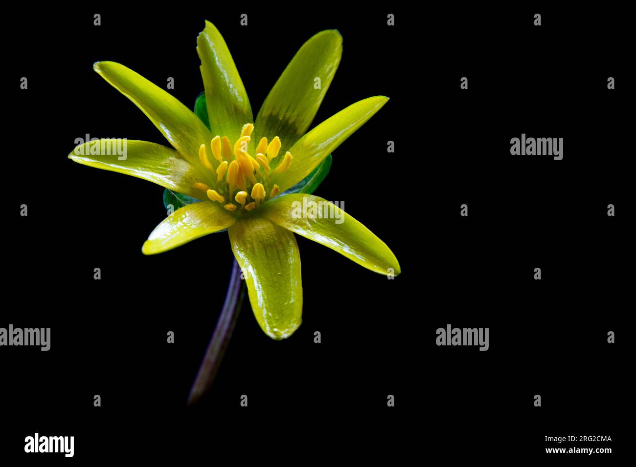 Lesser Celandine flowers Stock Photo - Alamy