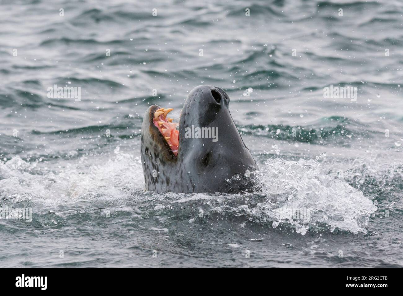 Leopard seal teeth hi-res stock photography and images - Alamy