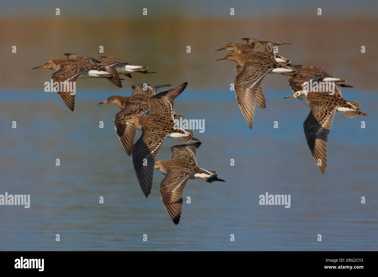 Groepje Kemphanen in de vlucht; Flock of Ruff in flight Stock Photo - Alamy