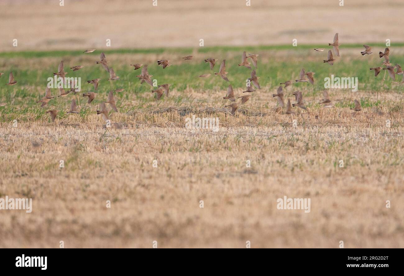 Greater Short-toed Lark (Calandrella brachydactyla) during spring ...