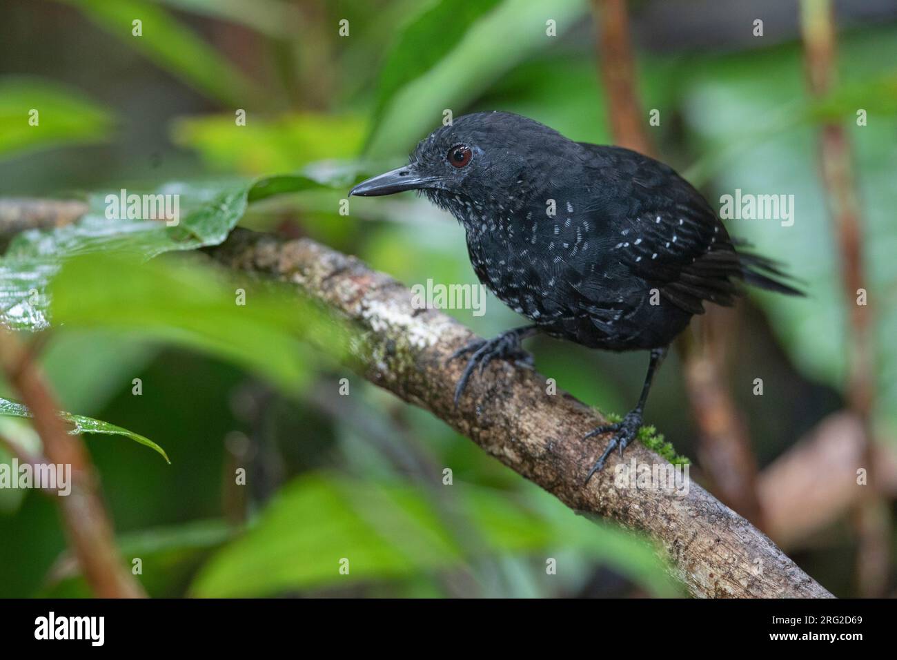 Stub tailed antbird hi-res stock photography and images - Alamy