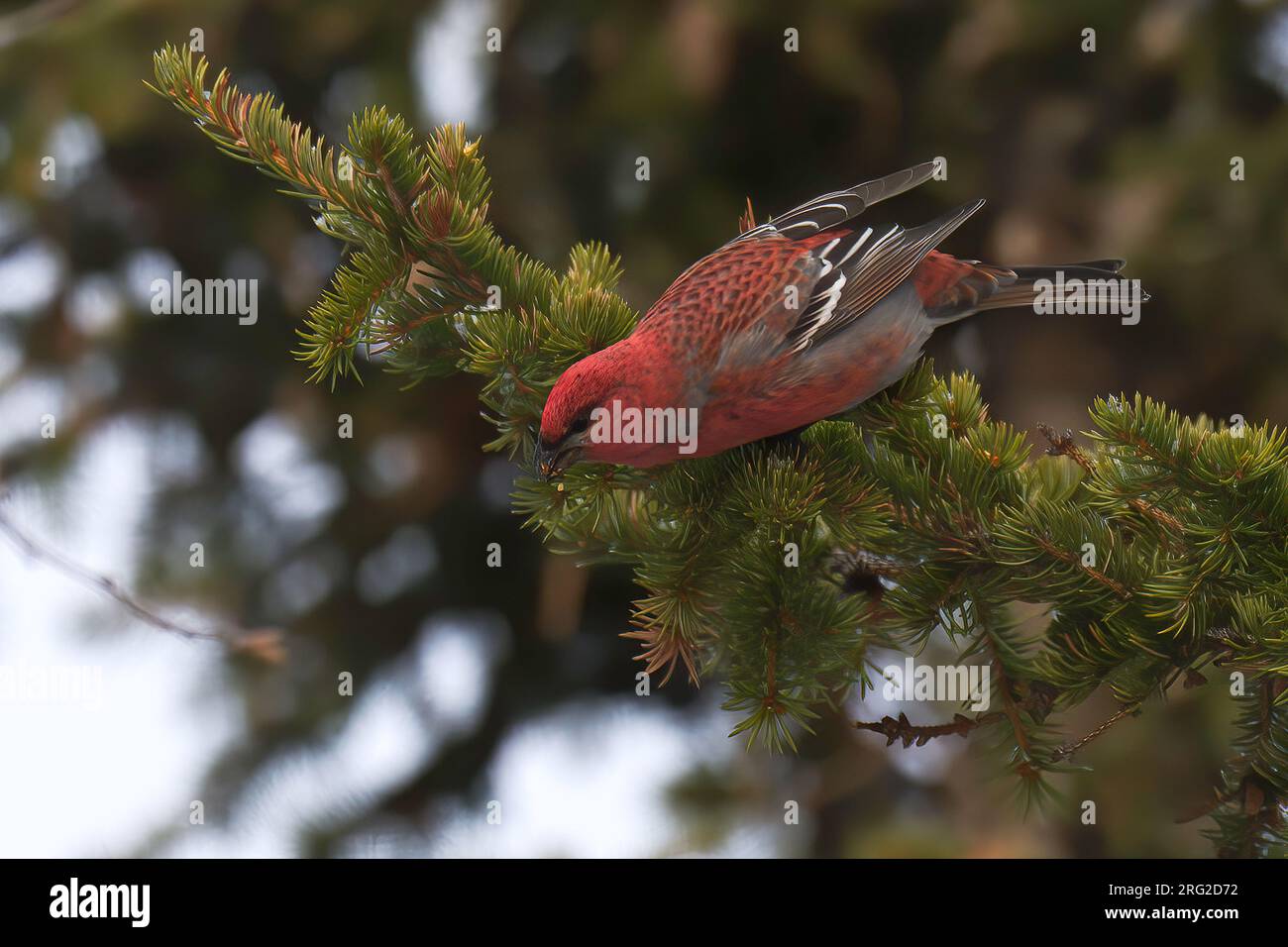 Pine Grosbeak (Pinicola enucleator enucleator), adult male reaching for ...