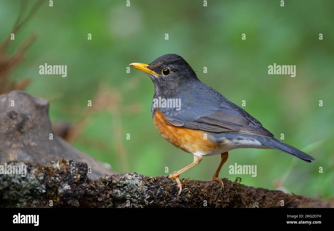 Black-breasted Thrush (Turdus dissimilis) adult male at Doi Angkang ...