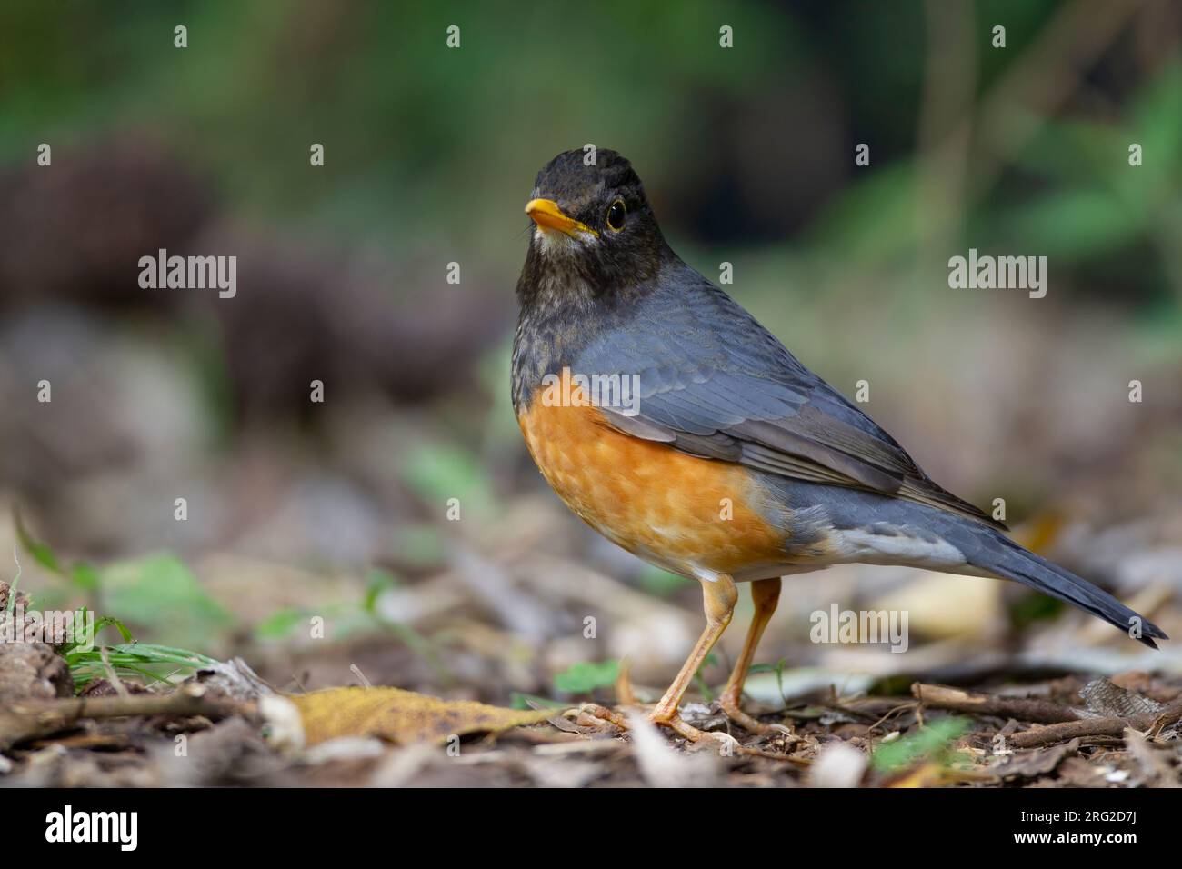 Black-breasted Thrush (Turdus dissimilis) adult male at Doi Angkang ...