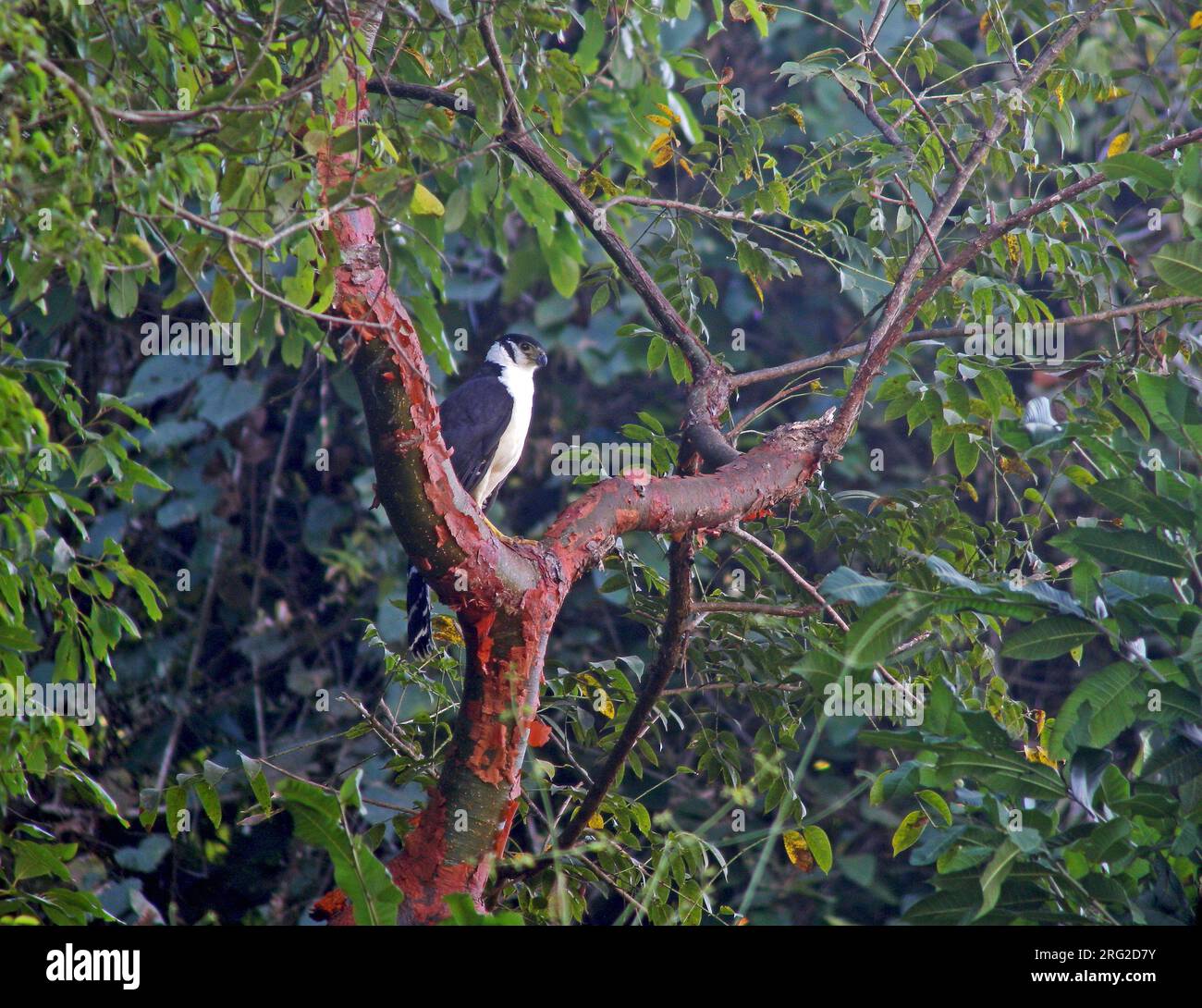 Micrastur semitorquatus hi-res stock photography and images - Alamy