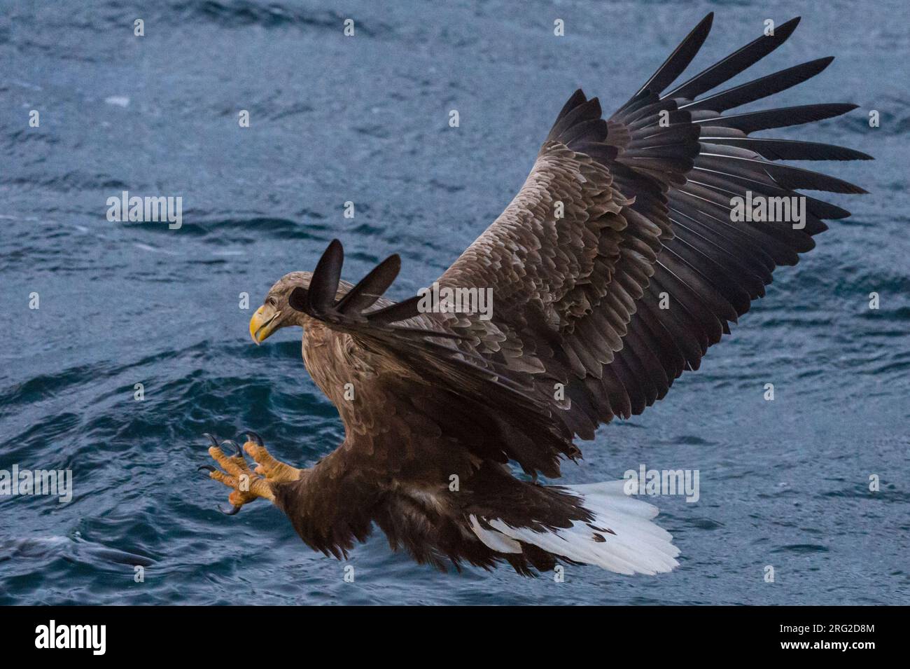 Swooping eagles hi-res stock photography and images - Alamy