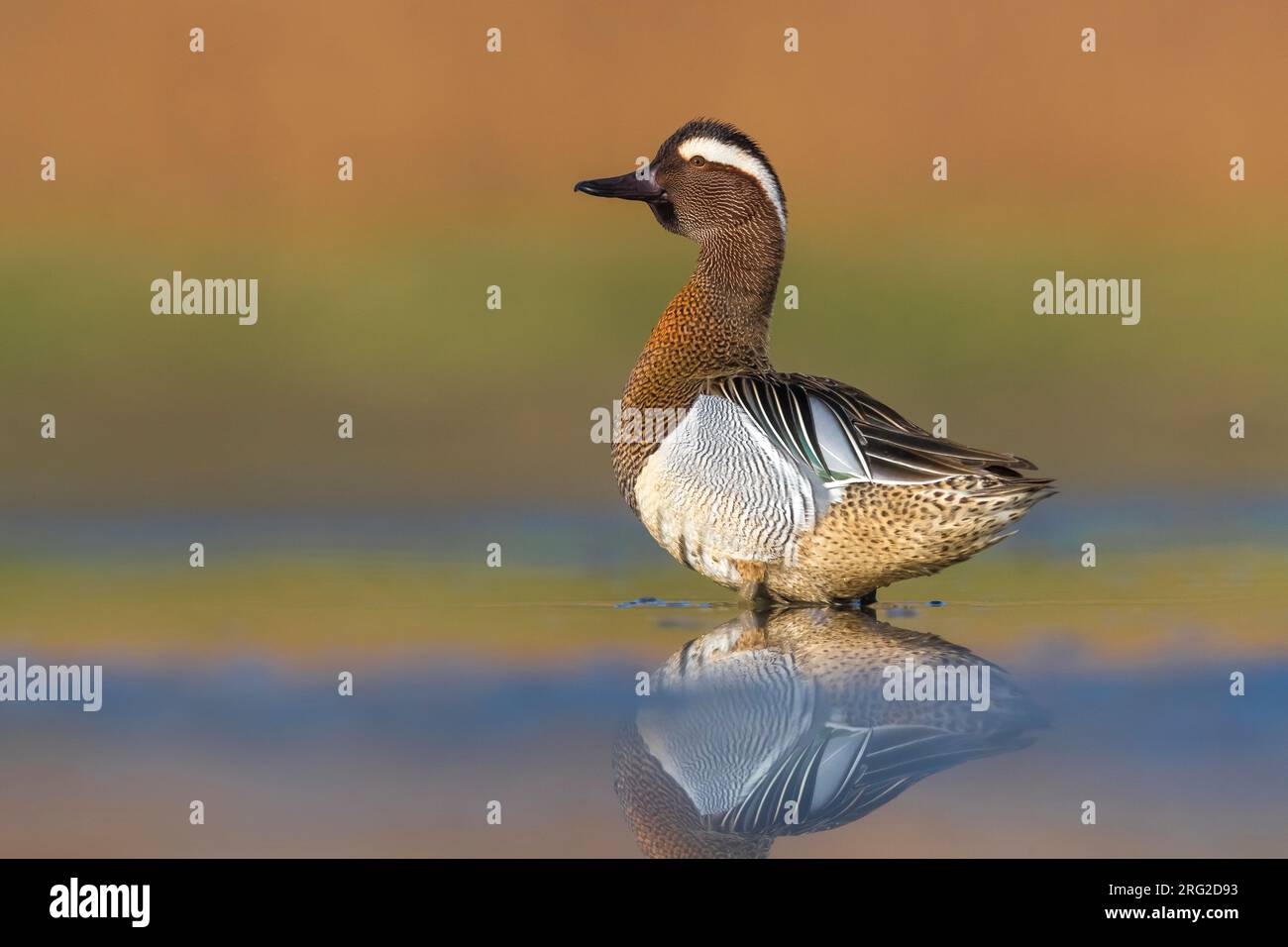 Adult male Garganey (Anas querquedula) during spring migration on a ...