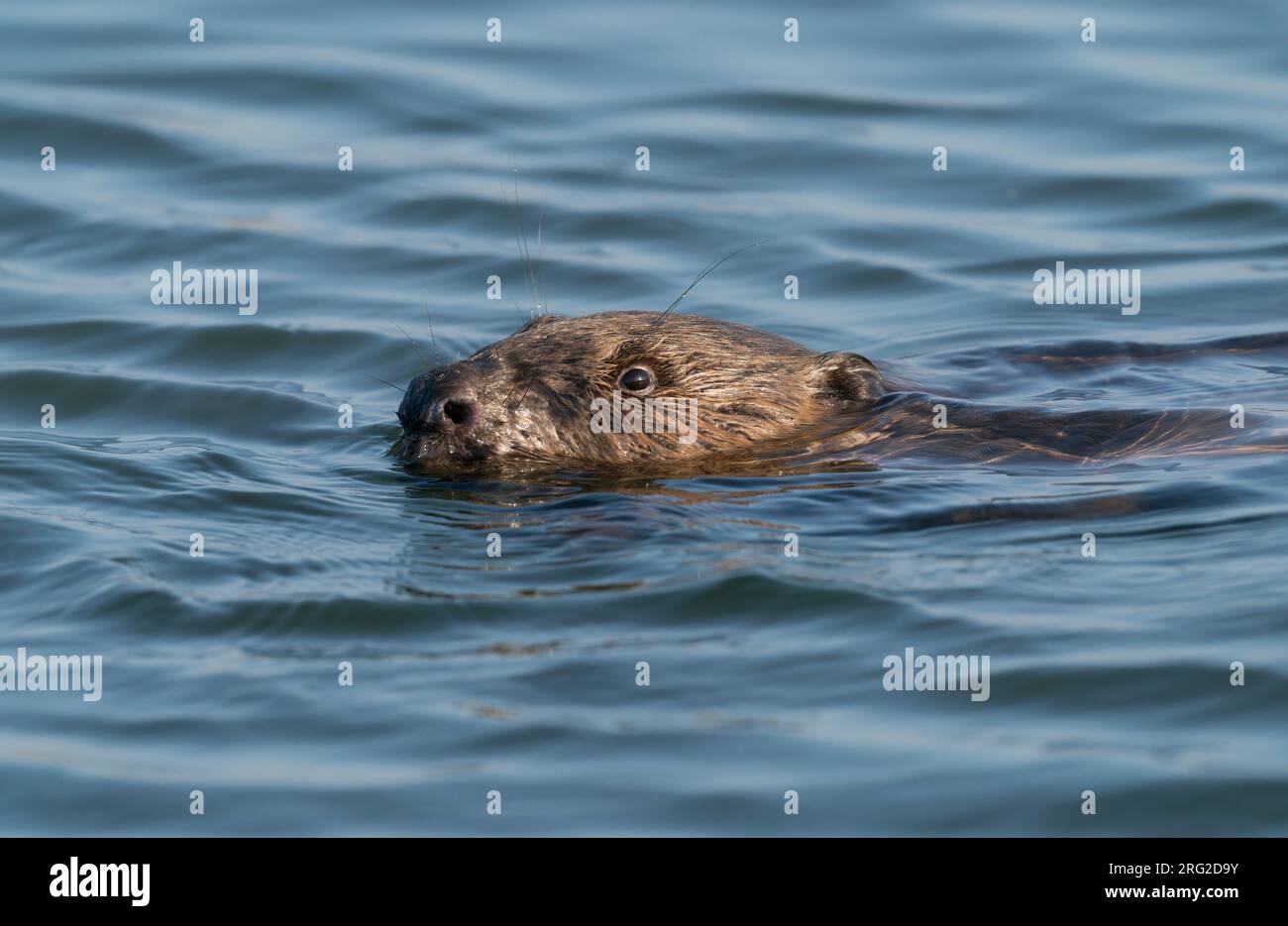 Close-up, headshot of European Beaver swimming in water of river Maas ...