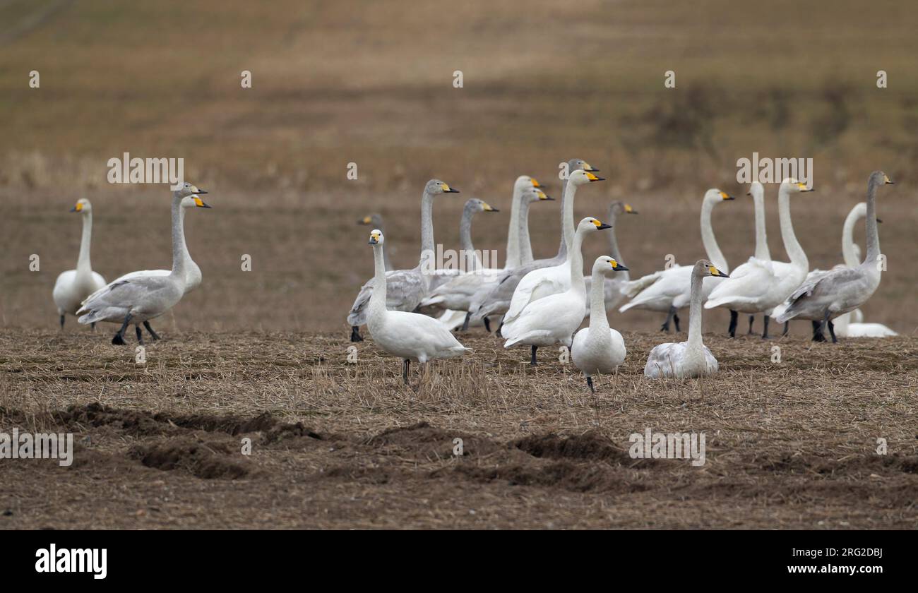 Whooper and bewick’s swan hi-res stock photography and images - Alamy