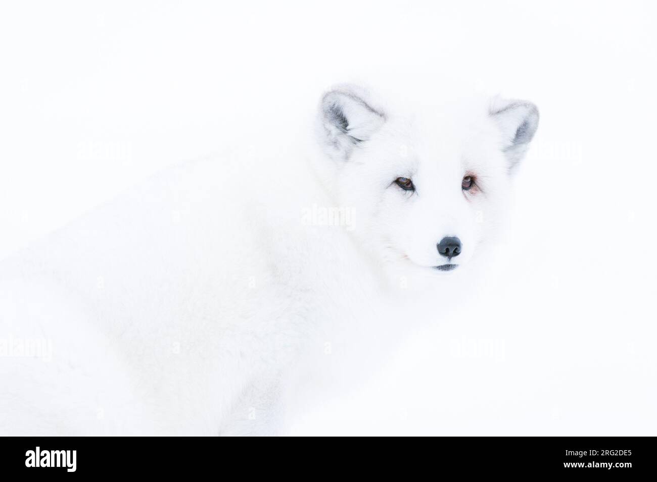 Arctic Fox Group