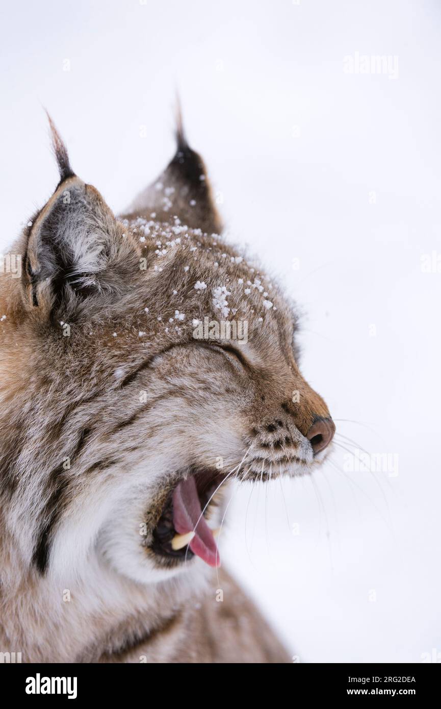 Lynx yawning hi-res stock photography and images - Alamy