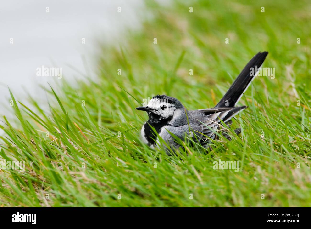 7 alba hi-res stock photography and images - Alamy
