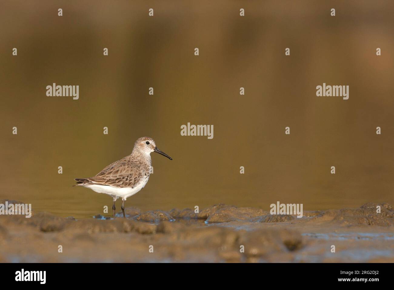 Correlimos comun dunlin hi-res stock photography and images - Alamy