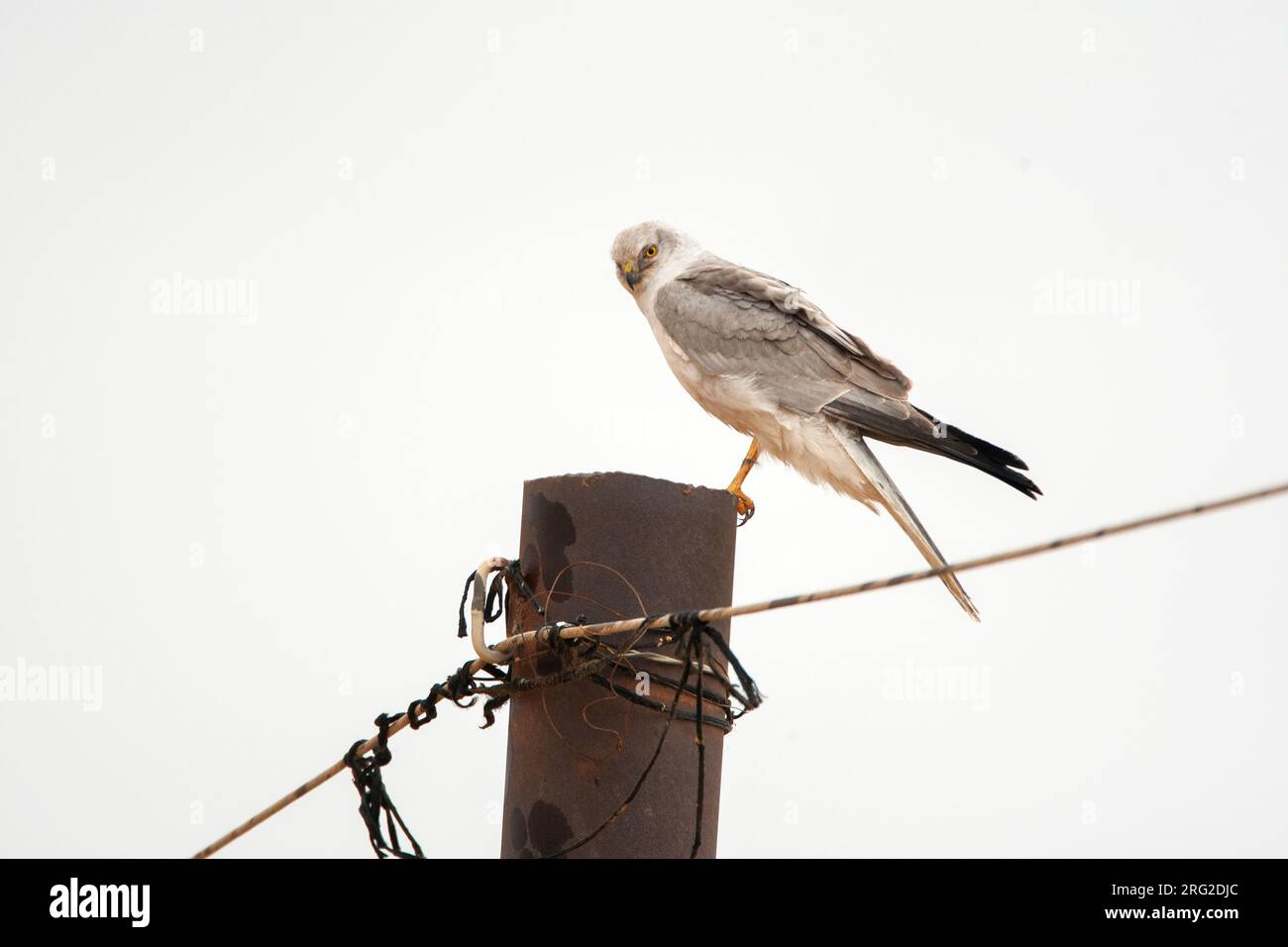 Perch pole and circus hi-res stock photography and images - Alamy