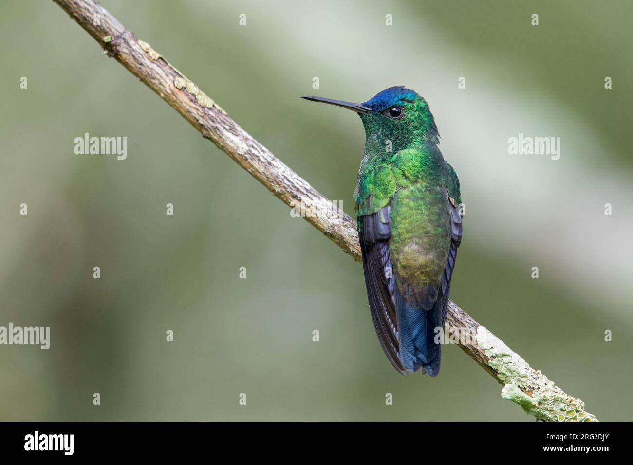 Indigo-capped Hummingbird (Saucerottia cyanifrons) at Juntas, Ibague ...