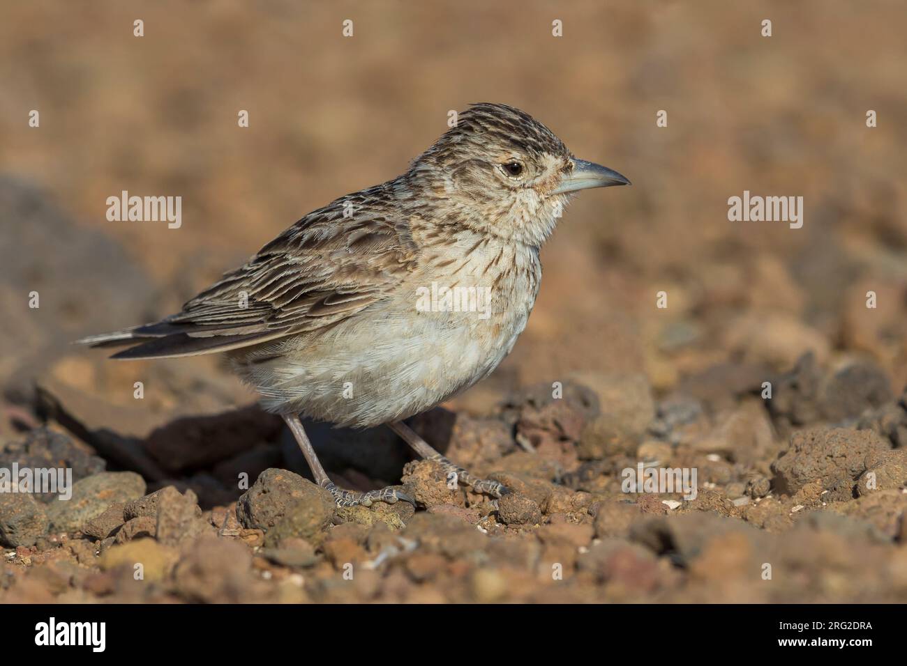 Raso lark hi-res stock photography and images - Alamy
