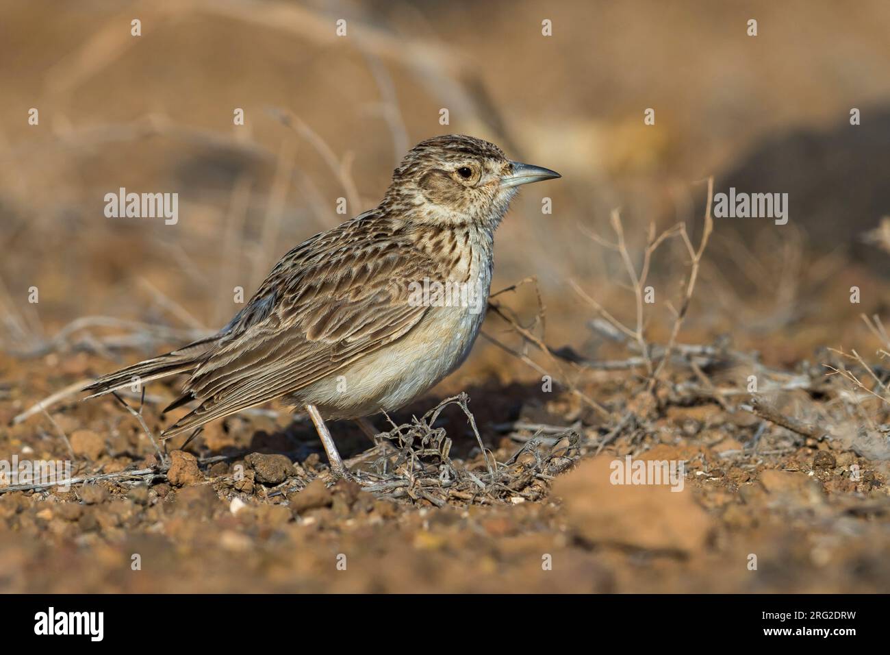 Razoleeuwerik, Raso Lark Stock Photo - Alamy
