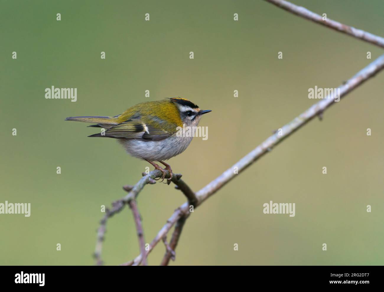 Common Firecrest (Regulus ignicapilla) sitting on a branche in its ...