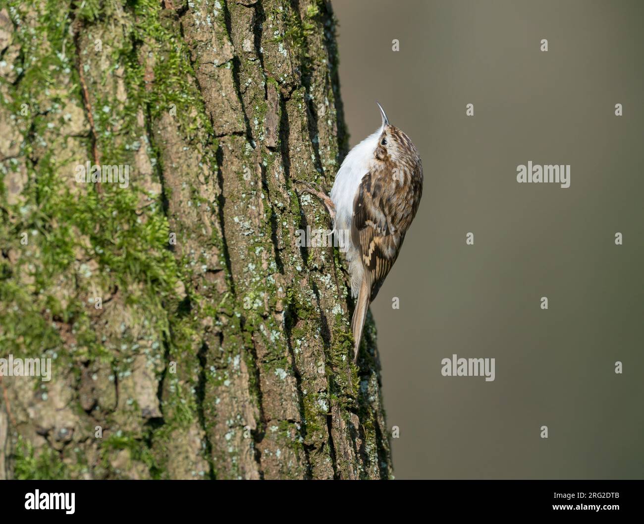 Central European Treecreeper (Certhia familiaris macrodactyla) sitting ...