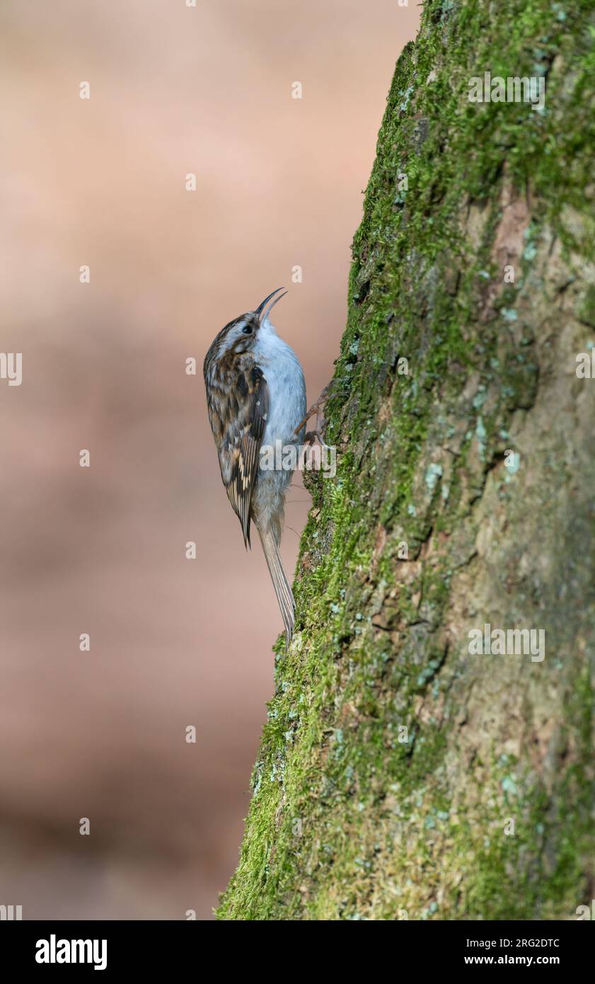 Central European Treecreeper (Certhia familiaris macrodactyla) sitting ...