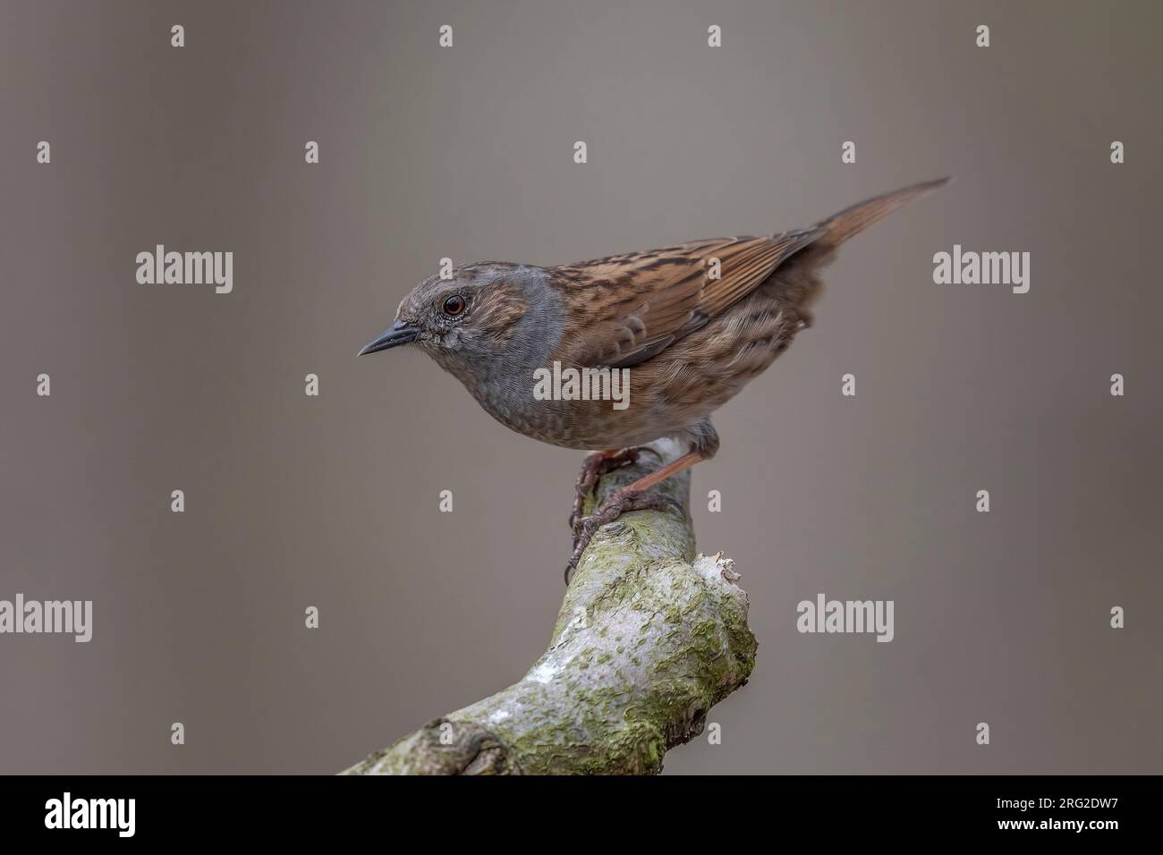 Adult probably male Common Dunnock (Prunella modularis modularis ...