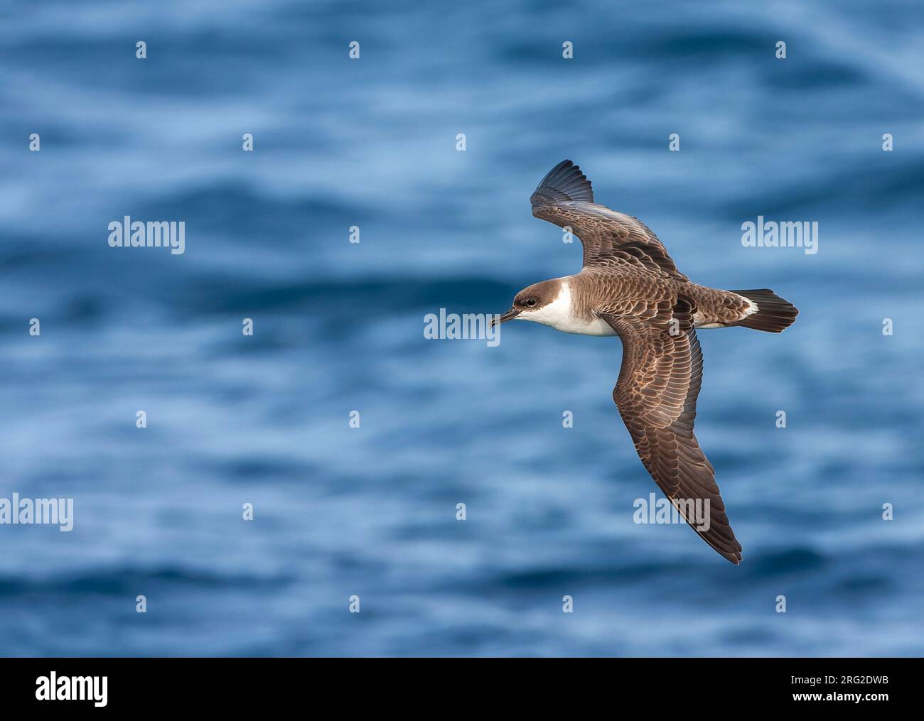 Great Shearwater (Ardenna gravis) south of Tristan da Cunha in South ...