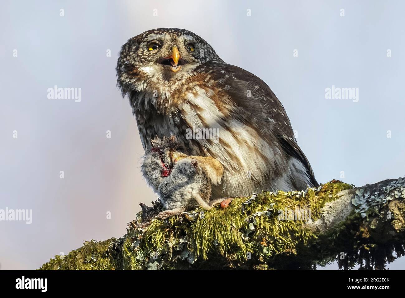 Adult male European Pygmy-Owl (Glaucidium passerinum passerinum) with ...