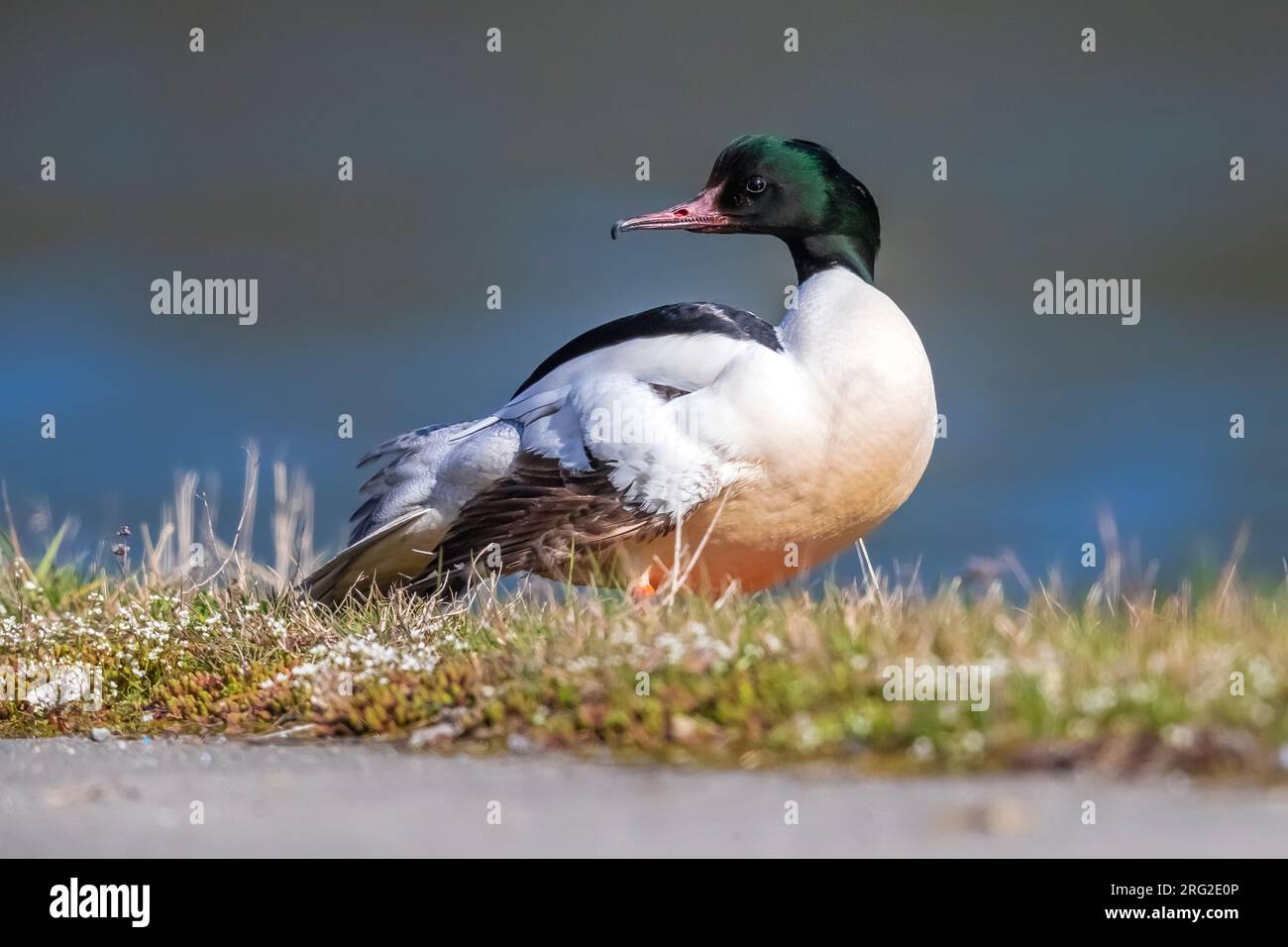 Juvenile goosander hi-res stock photography and images - Alamy