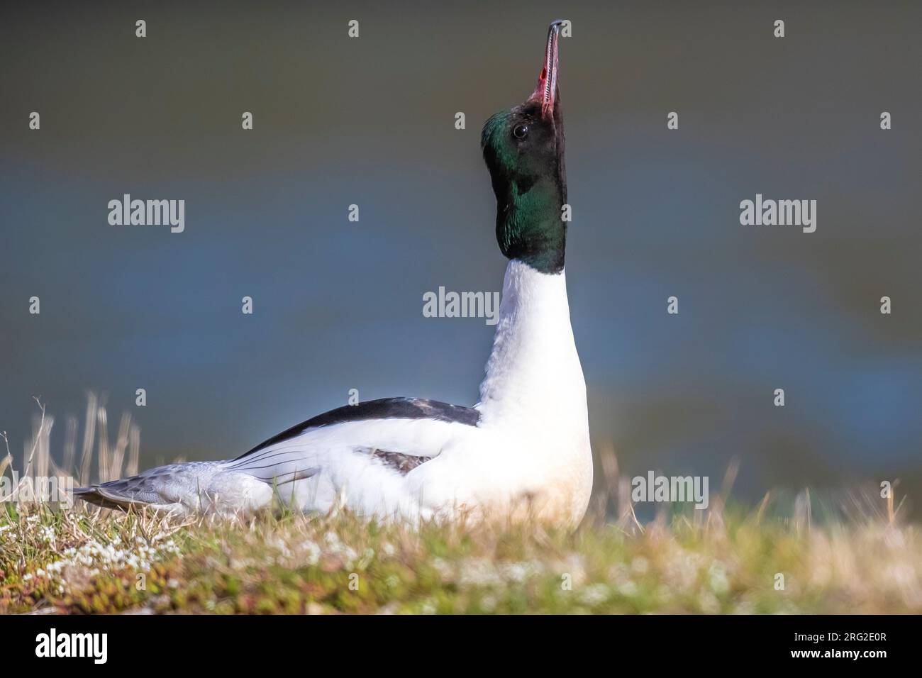 Juvenile goosander hi-res stock photography and images - Alamy