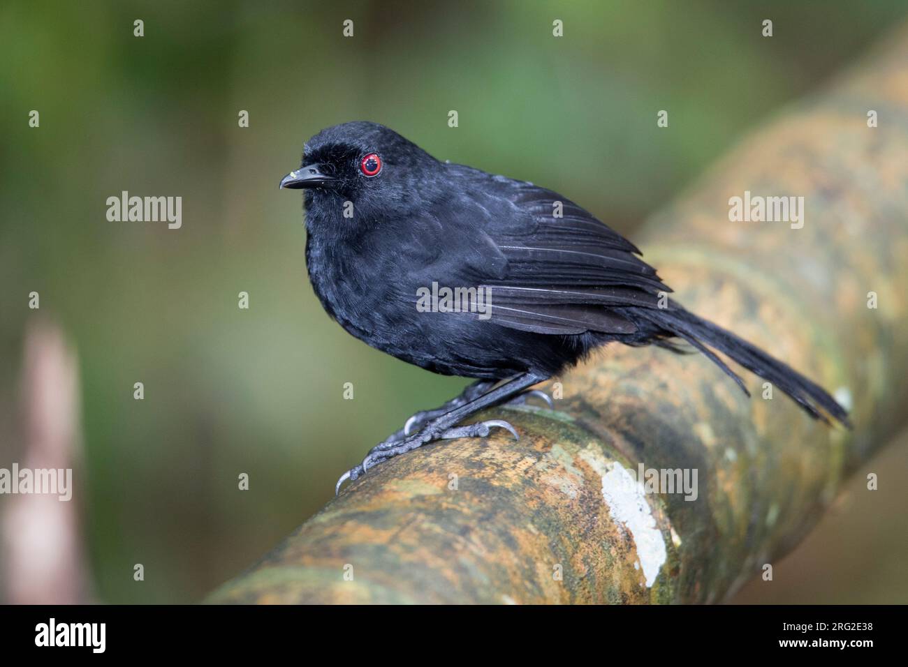 Western fire eye hi-res stock photography and images - Alamy