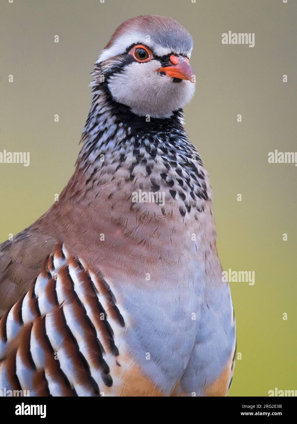 Red-legged Partridge, Alectoris rufa Stock Photo - Alamy