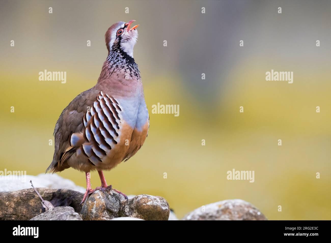 Red-legged Partridge calling Stock Photo - Alamy
