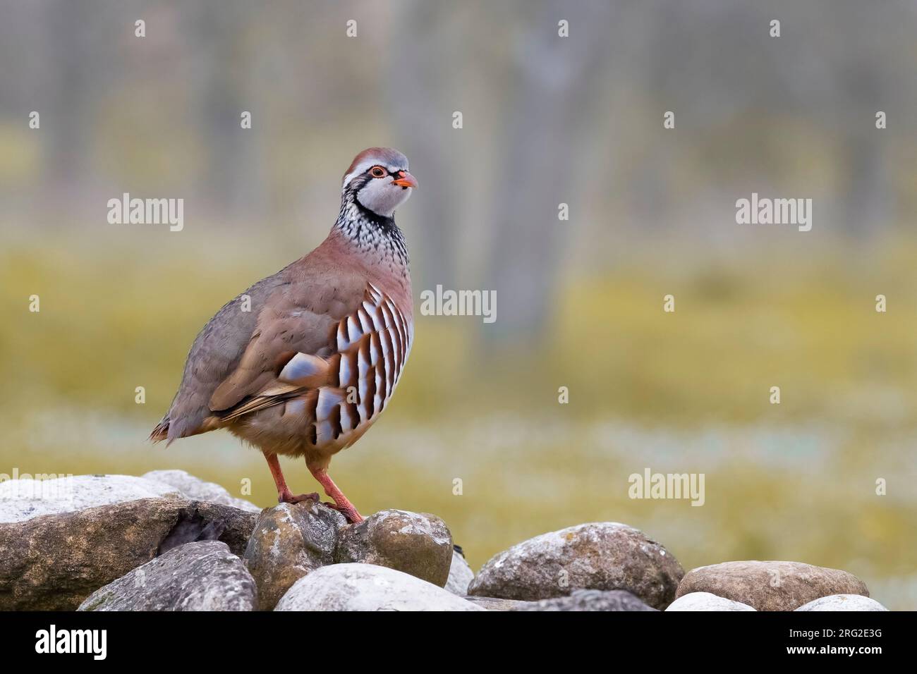 Red-legged Partridge (Alectoris rufa) in Italy Stock Photo - Alamy